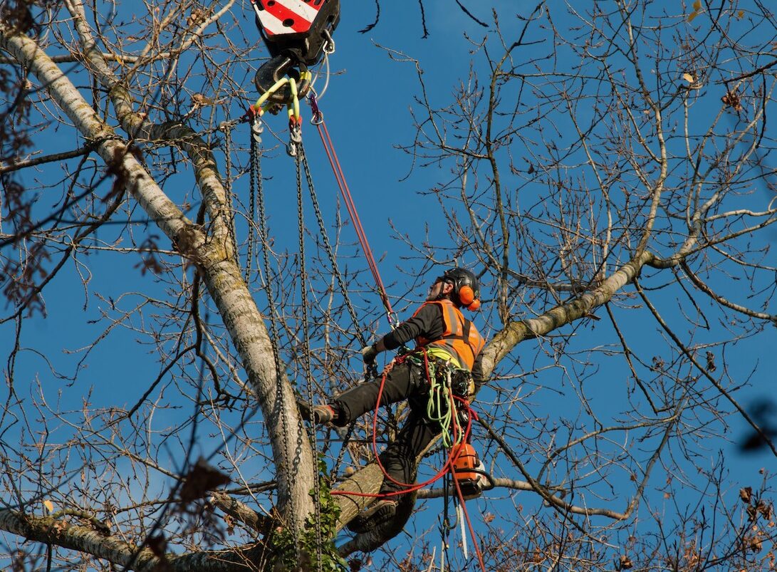 Consulting | Ninja Tree Care Bridge